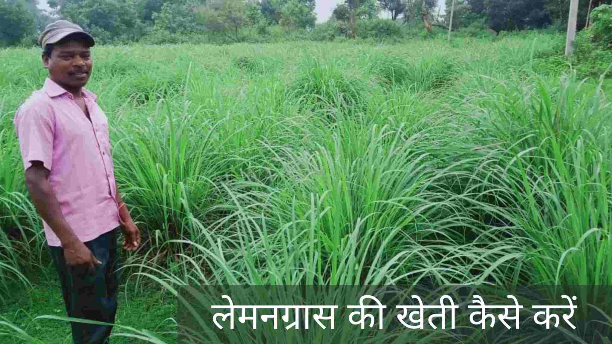 लेमनग्रास की खेती कैसे करें और इसके फायदे | Lemon Grass Farming