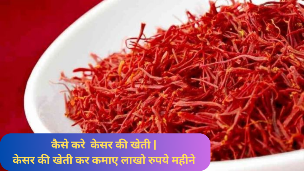 Kesar Ki Kheti Kaise karen और इसके लाभ, दाम, मिट्टी कैसी हो