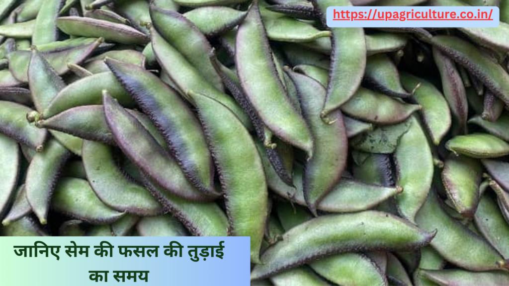सेम की खेती (Sem ki kheti) से कमाए लाखो का मुनाफा