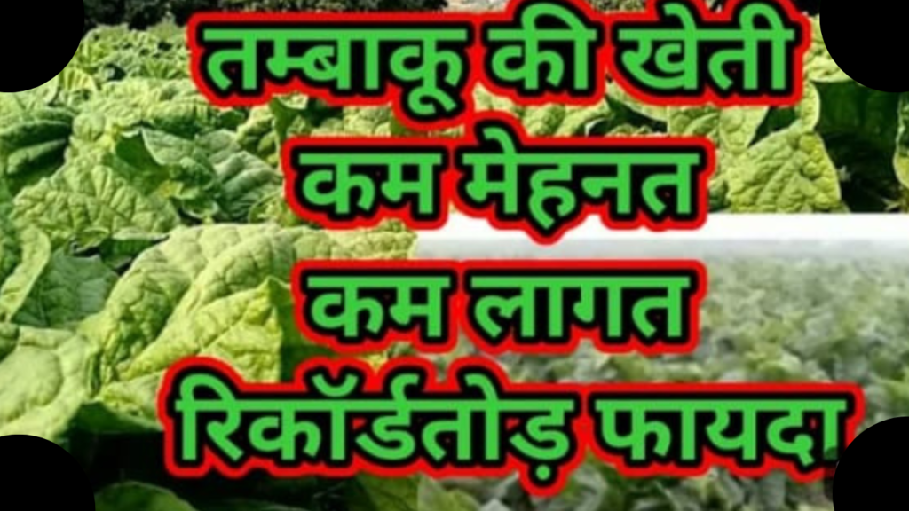 Tambaku Ki Kheti :तम्बाकू की खेती कम मेहनत,रिकार्ड़तोड़ मुनाफा