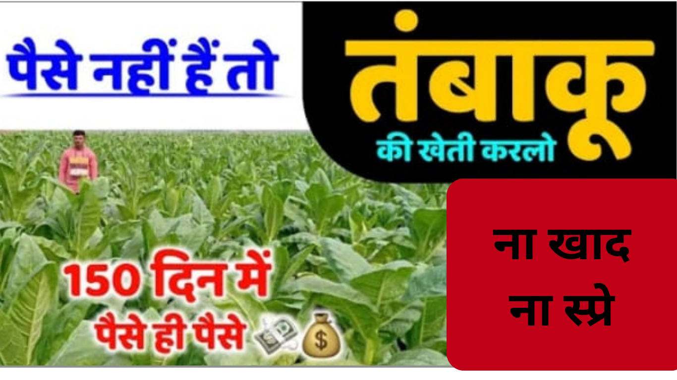 Tambaku Ki Kheti :तम्बाकू की खेती कम मेहनत,रिकार्ड़तोड़ मुनाफा