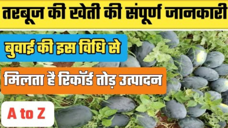 Tarbuj ki Kheti : तरबूज की खेती कम लागत ज़्यदा मुनाफा
